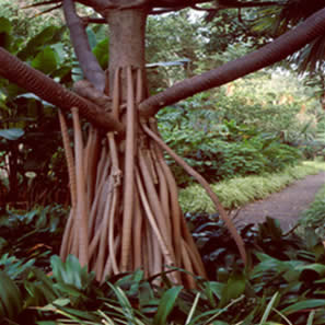 Raiz - Brasil Escola