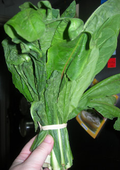 Almeirão - Importância do Almeirão na Saúde - Brasil Escola