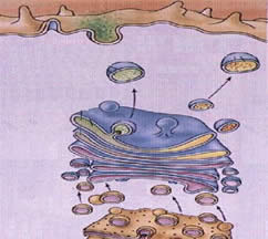 Lisossomos - Brasil Escola