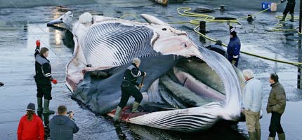 Baleia-azul: características, habitat, gestação e reprodução