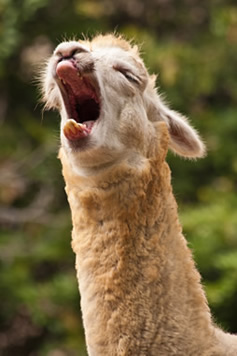 Lhama (Lama glama) - Brasil Escola