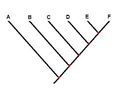 Filogenia: o que é isto? - Brasil Escola