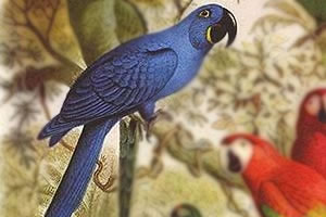 Arara (Família Psittacidae) - Brasil Escola