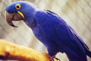 Arara (Família Psittacidae) - Brasil Escola