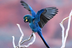 Arara (Família Psittacidae) - Brasil Escola