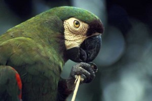 Arara (Família Psittacidae) - Brasil Escola
