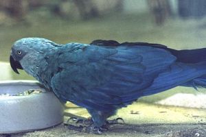 Arara (Família Psittacidae) - Brasil Escola