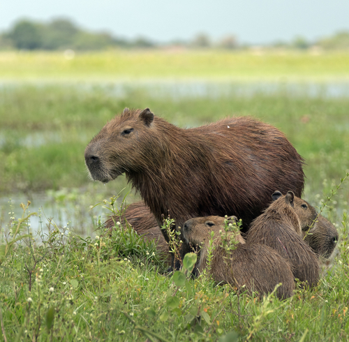 Capivara (Hydrochoerus hydrochoeris) - Brasil Escola