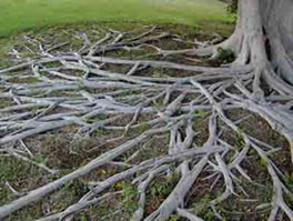 Raiz - Brasil Escola