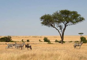 Savanas. Espécies de savanas - Brasil Escola