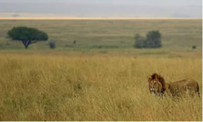 Savanas. Espécies de savanas - Brasil Escola
