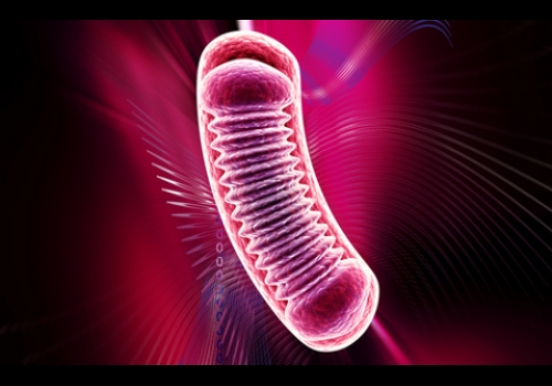 Mitocôndrias: características, função, origem, resumo - Brasil Escola